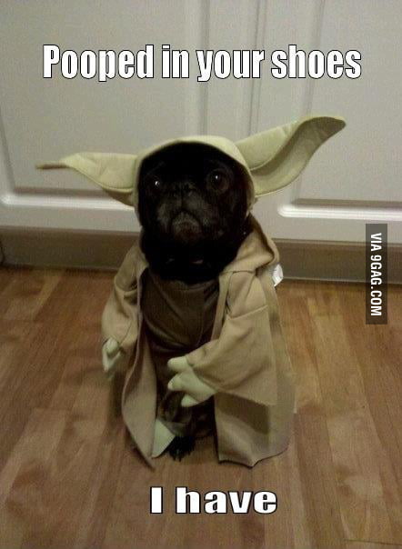 Pooped in your shoes I have - 9GAG