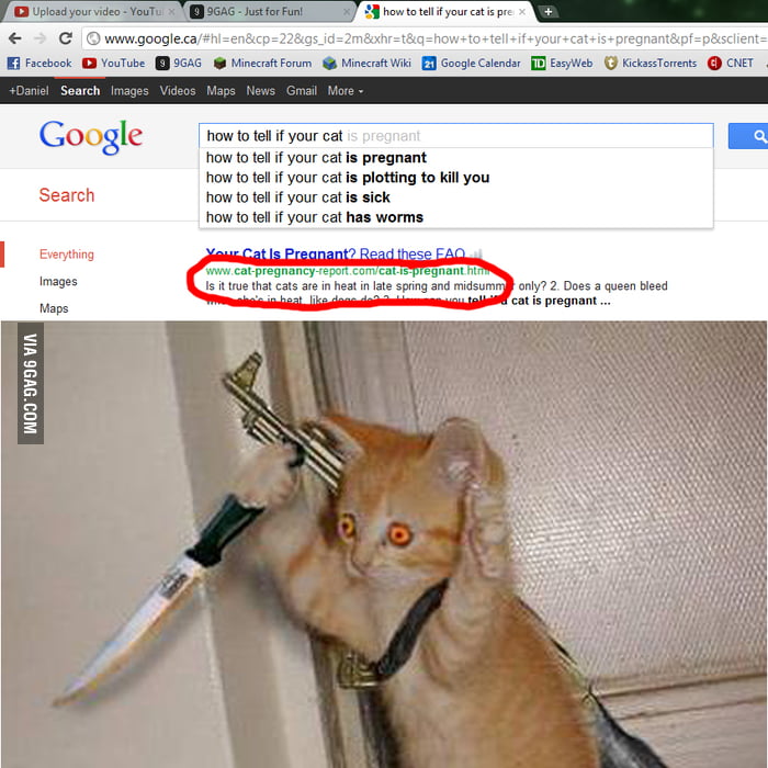 Killer Cat - 9GAG