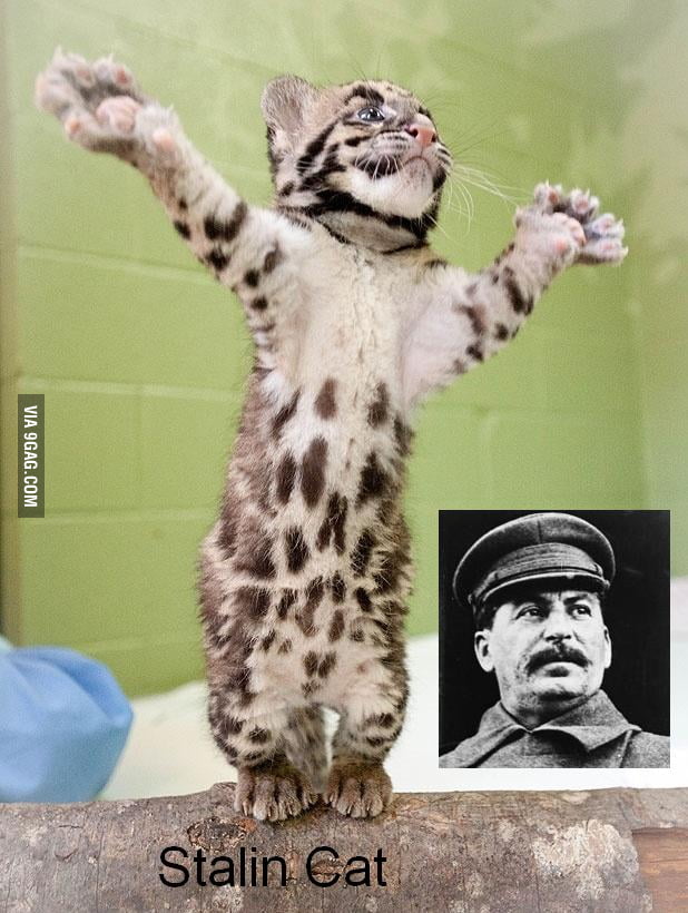 Stalin Cat - 9GAG