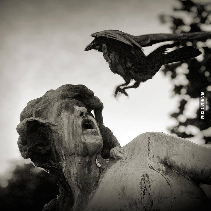Raven Attack - 9GAG