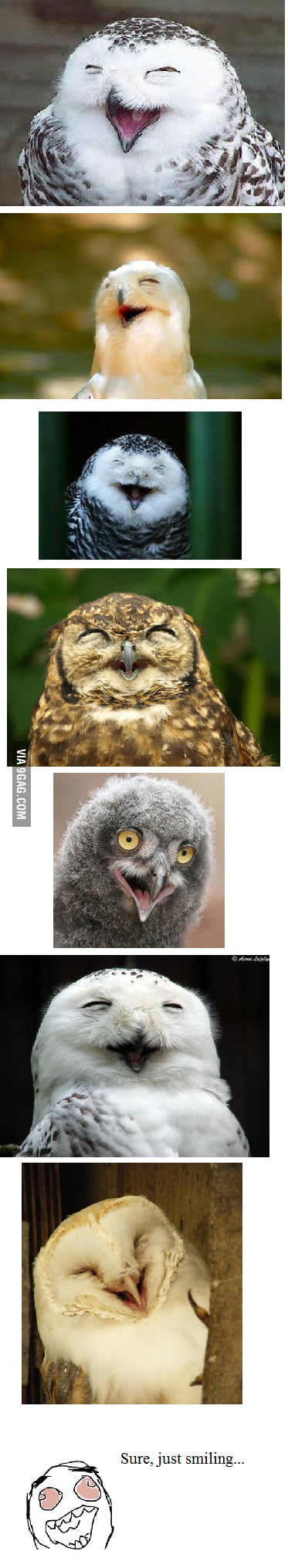 Just some smiling owls - 9GAG