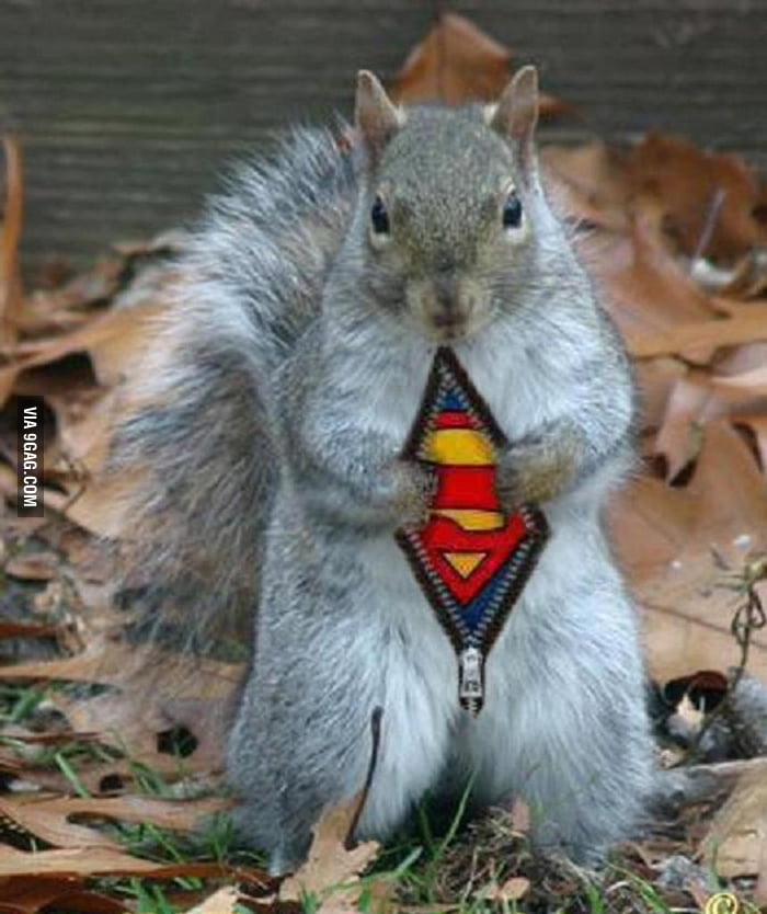 Super Squirrel - 9GAG