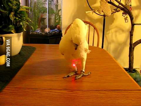 Parrot confused by laser pointer - 9GAG