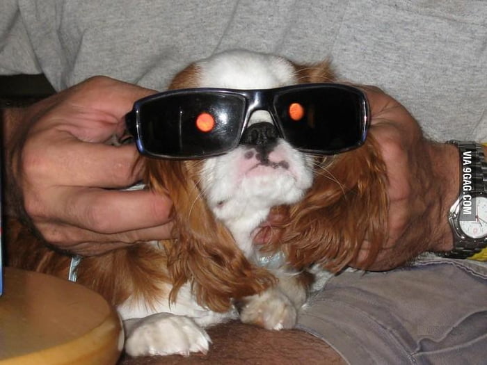 Terminator Dog - 9GAG