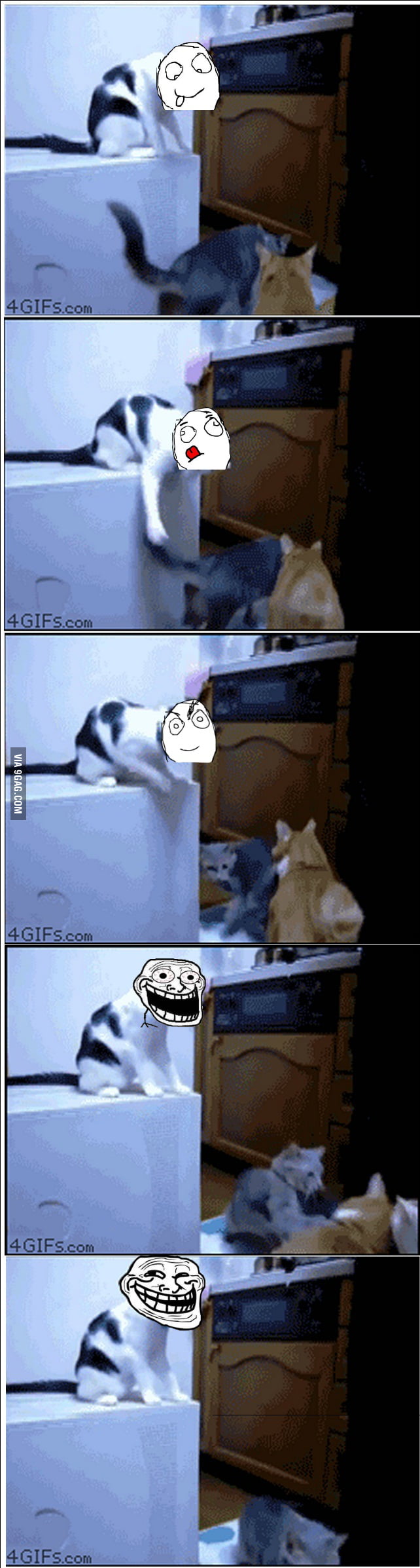 Trolling Cat - 9GAG