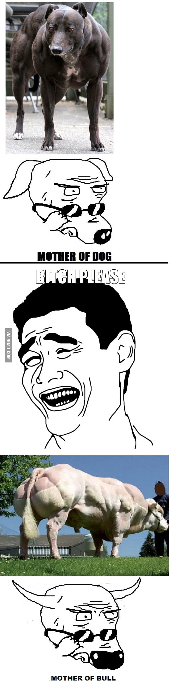 Belgian Blue Bull - 9GAG