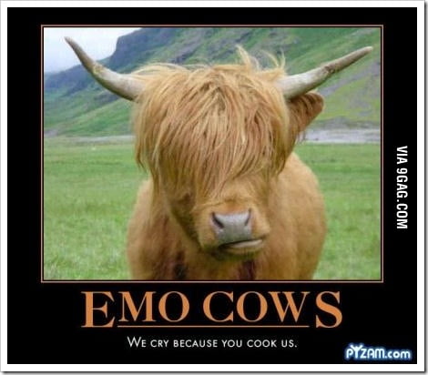 Emo Cows.... - 9GAG