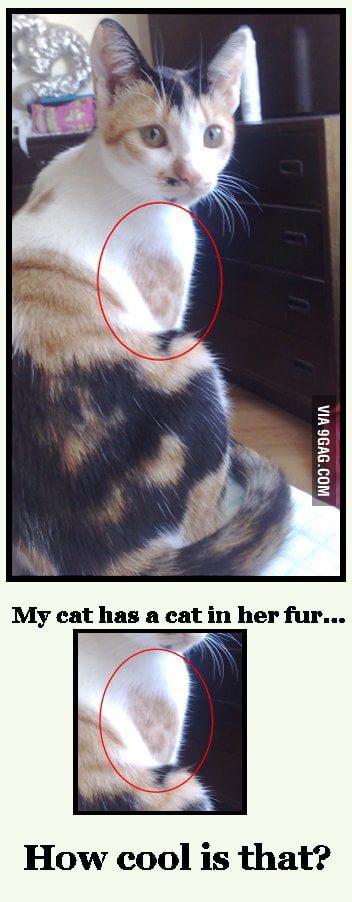 Catception! - 9GAG