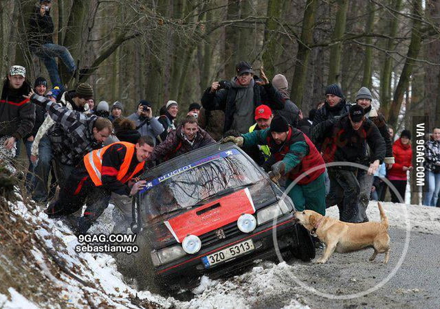 Good Dog Greg - 9GAG