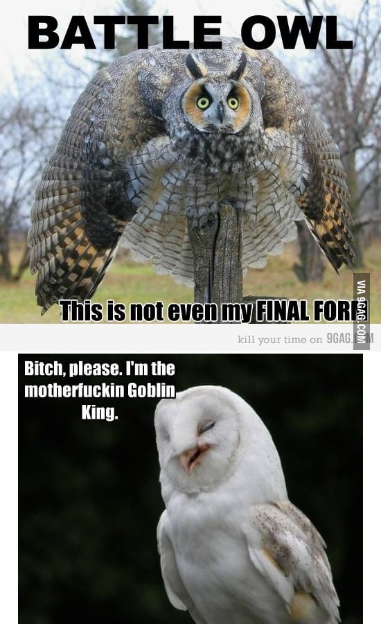 Battle owl [Fixed] - 9GAG
