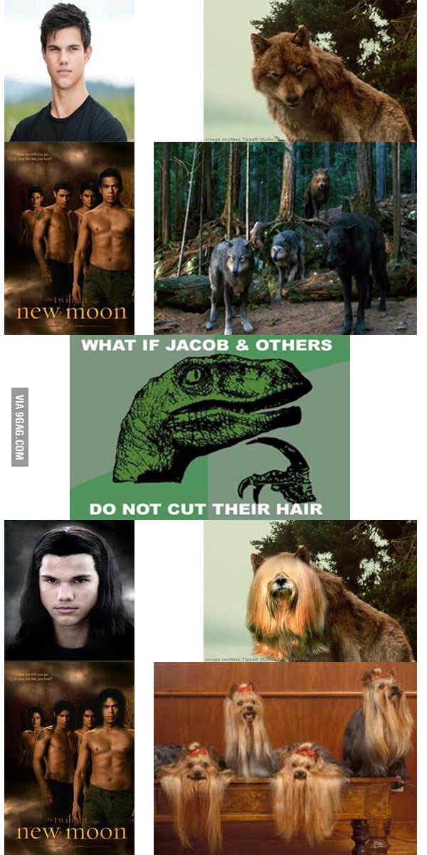 Twilight Logic : Wolves - 9GAG