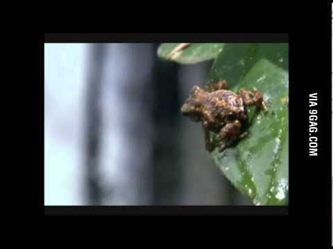 The Most Epic Frog - 9GAG