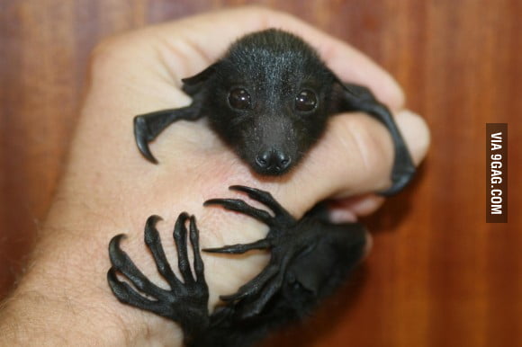 Baby Bat - 9GAG