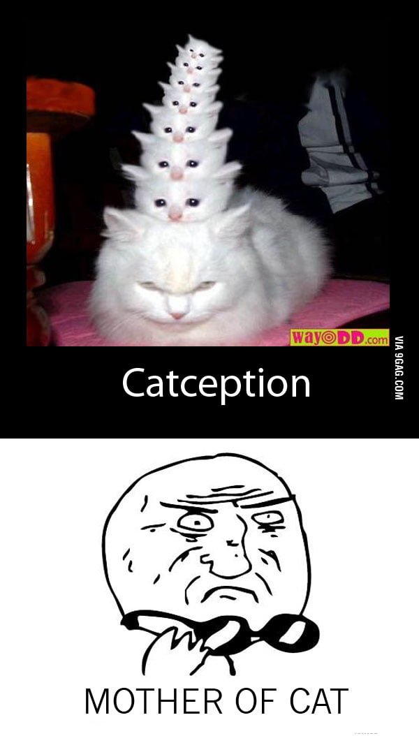 Catception - 9GAG
