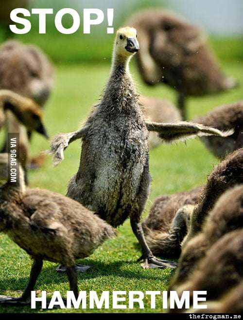 Baby Goose Likes to Dance! - 9GAG