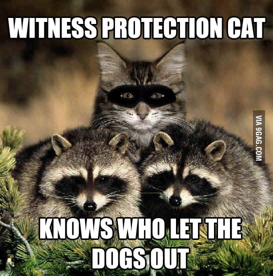 Witness protection cat - 9GAG