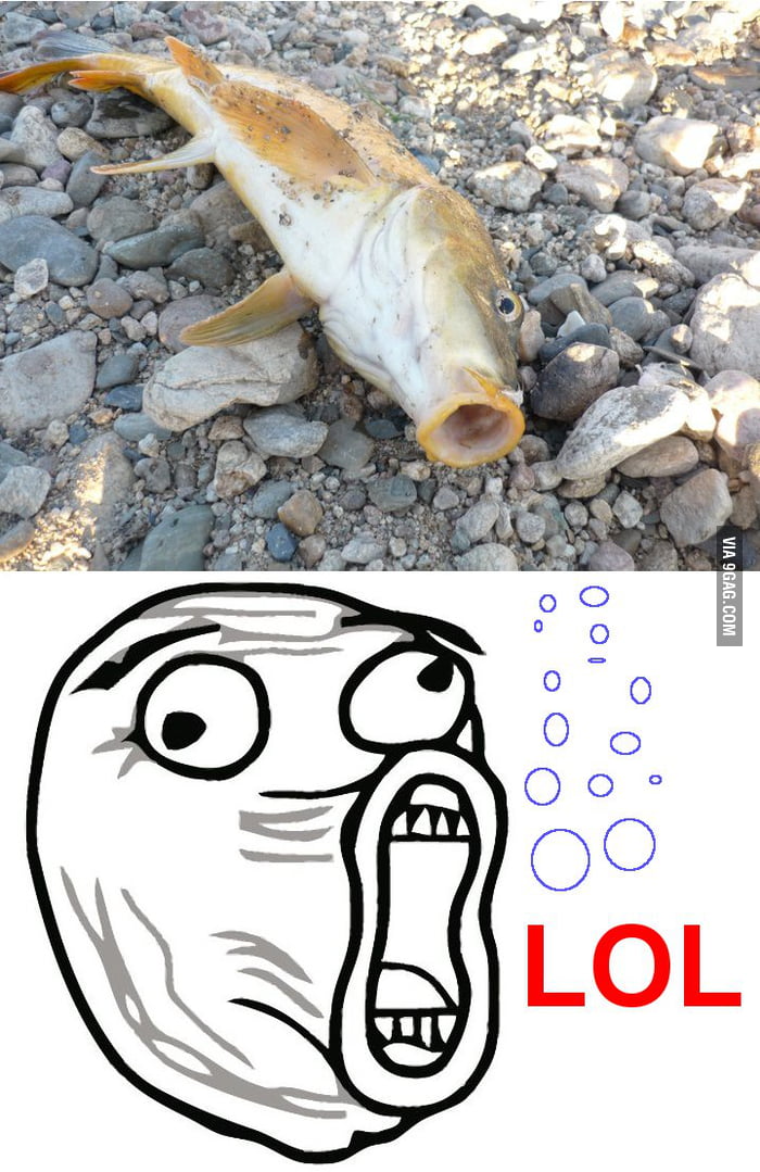 LOL Fish - 9GAG
