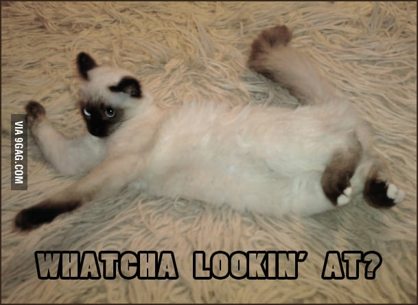 Whatcha lookin' at? - 9GAG