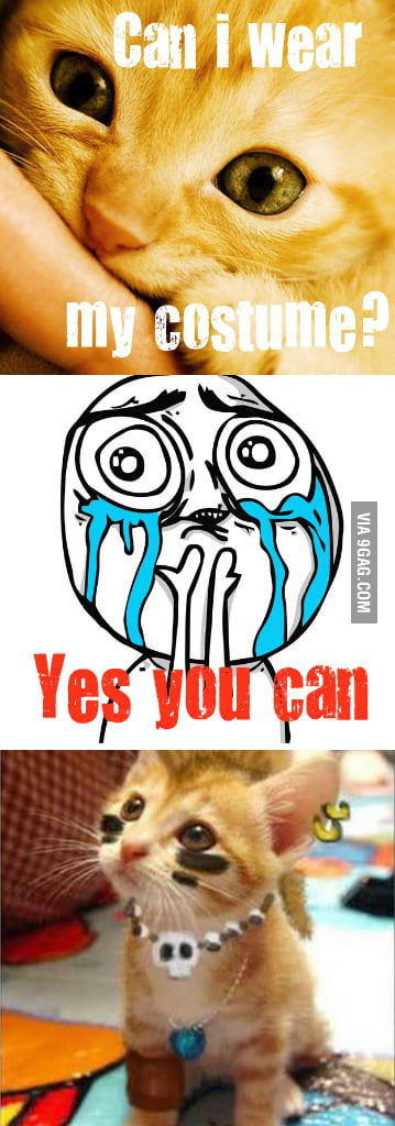 Cute kitty Cat!!! - 9GAG