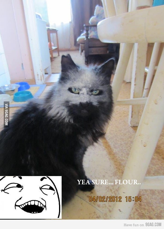 Accidentally dropped flour on my cat [Fixed] - 9GAG