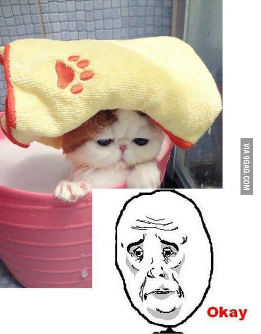 Okay cat! - 9GAG