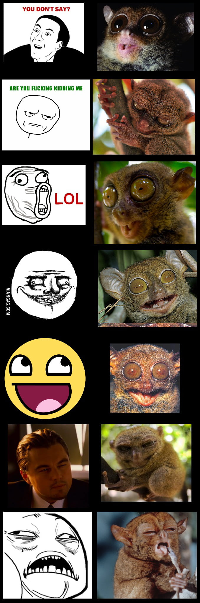 Gotta love Tarsiers - 9GAG