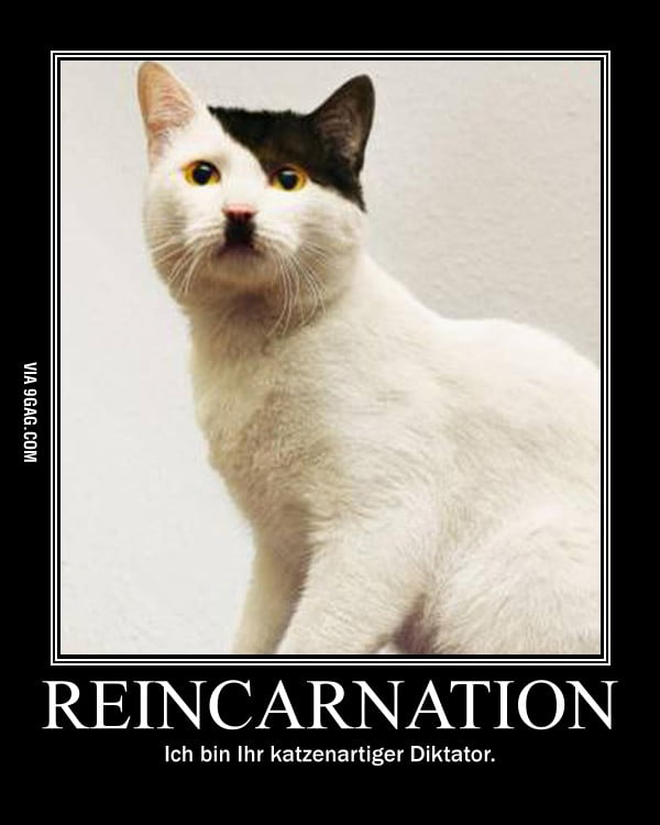 Heil.....cat?!? - 9GAG