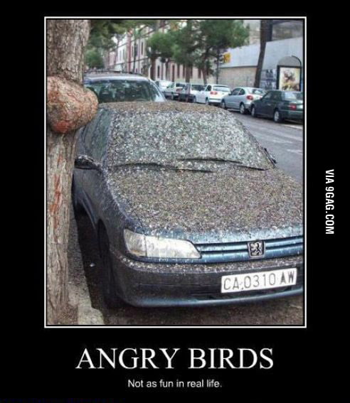 Angry birds IRL - 9GAG