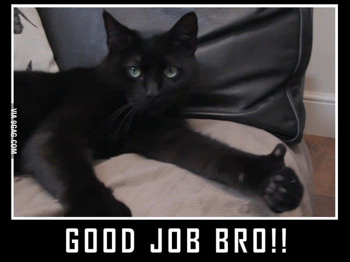 Cat says Good job - 9GAG