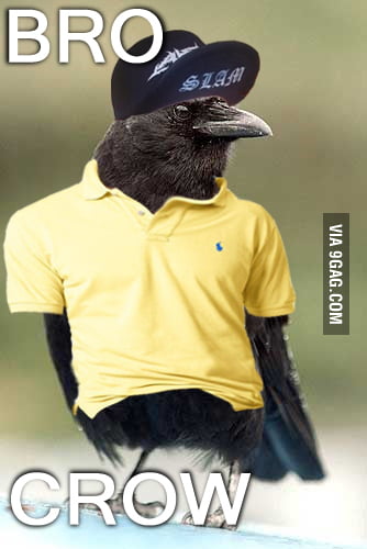 BRO CROW - 9GAG