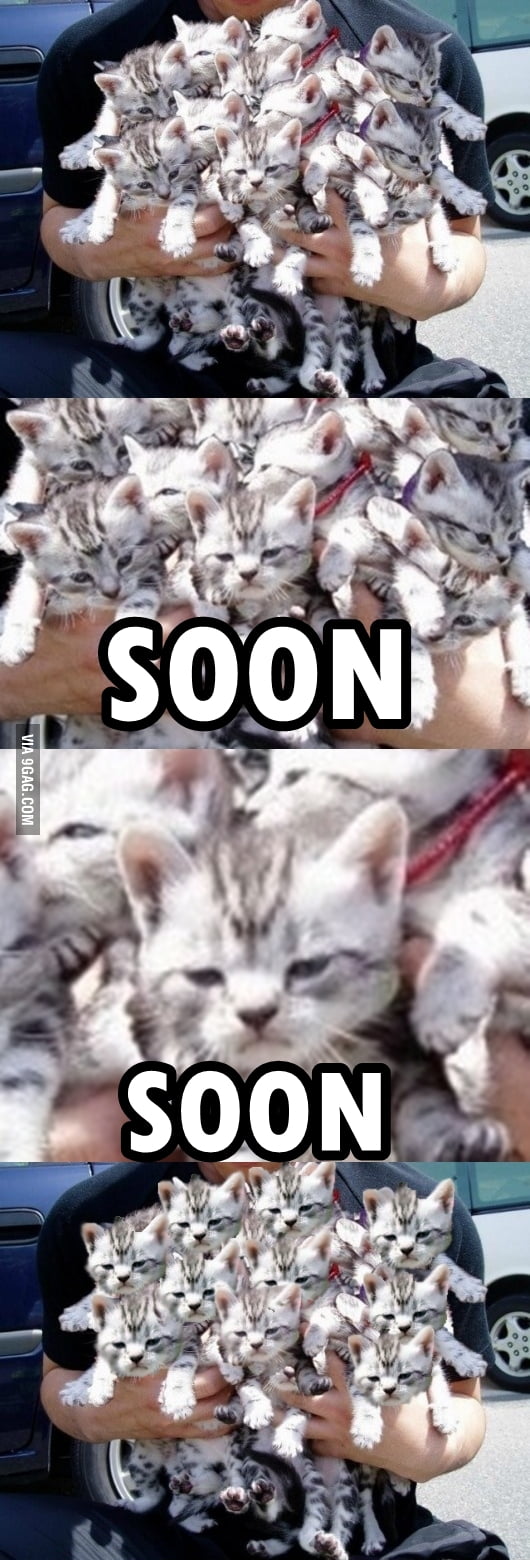SOON CAT - 9GAG