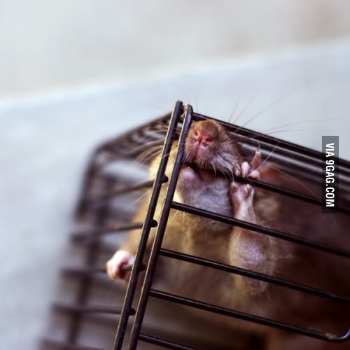 The Badass Rat FINGER - 9GAG