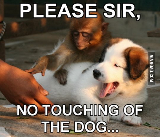 Polite monkey - 9GAG