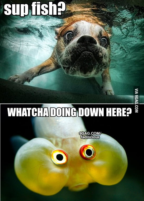 Surprised fish is surprised - 9GAG