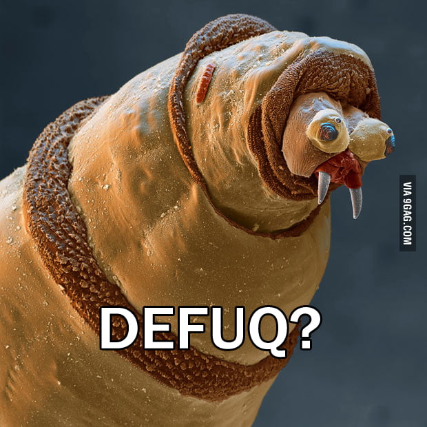 Silly maggot... - 9GAG