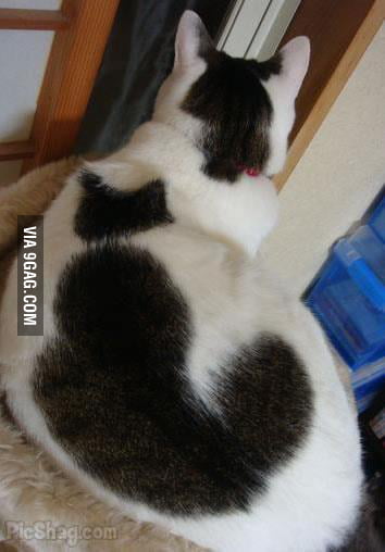 Catception - 9GAG
