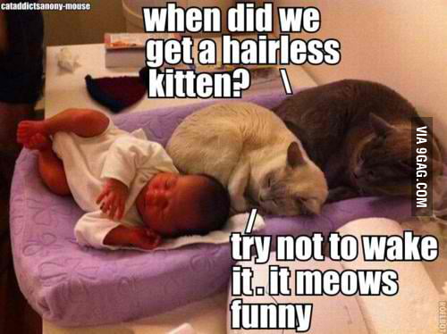 Good cats? You've gotta be kitten me right meow! - 9GAG