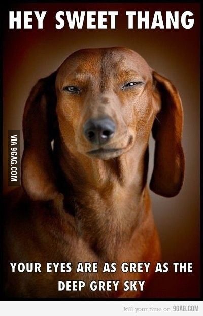 Flirting lvl:Dog - 9GAG