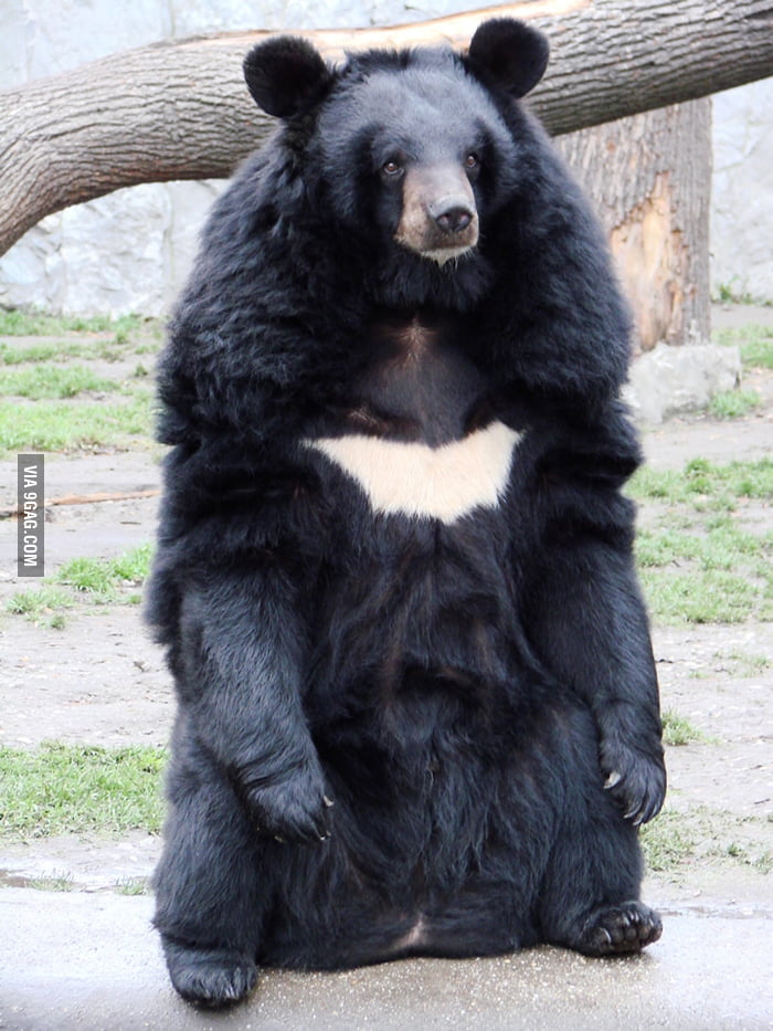 Batman Bear - 9GAG