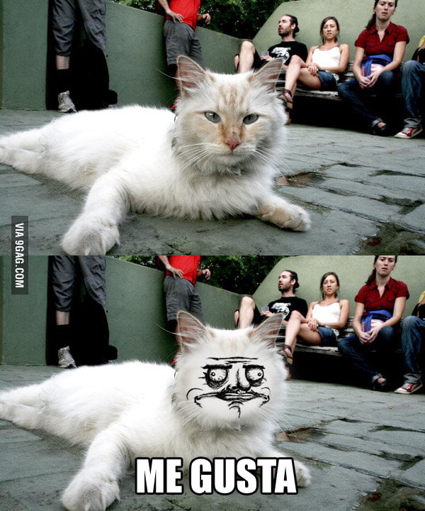Me gusta el gato - 9GAG