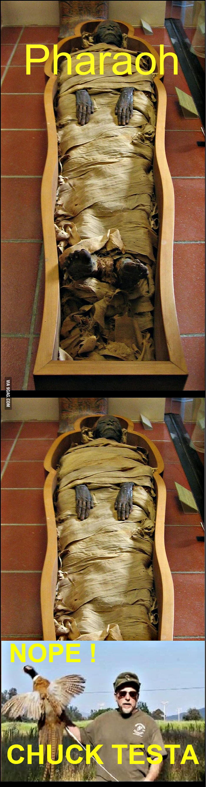 NOPE CHUCK TESTA! - 9GAG