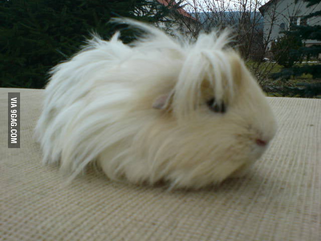 My EMO guinea pig :) - 9GAG