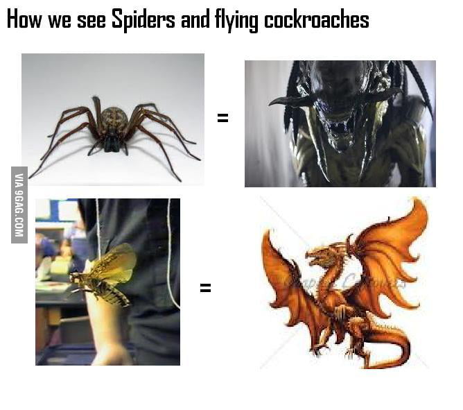 How we see Spiders and Flying cockroaches - 9GAG