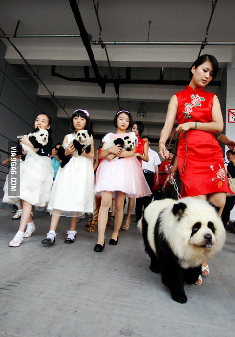 Did you see the baby pandas? Wait.... Oh F*ck! - 9GAG