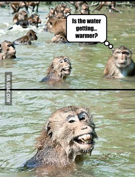 Silly monkey - 9GAG