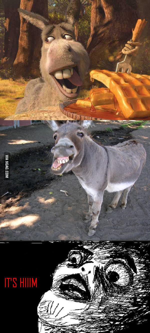 DONKEYYYY...... - 9GAG