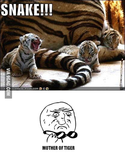 Mother of Tiger - 9GAG