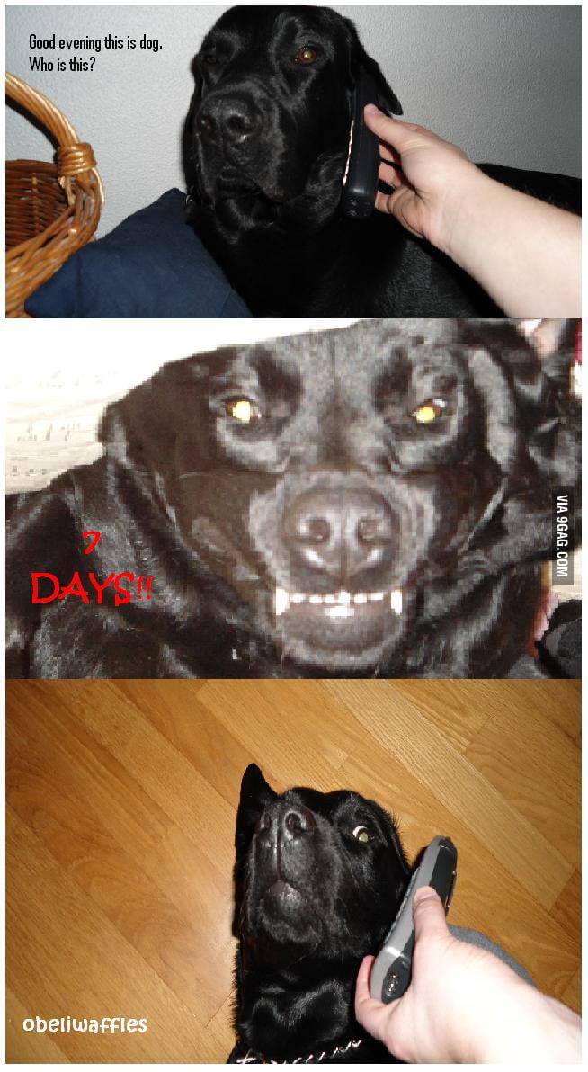 Hello this is dog!! - 9GAG
