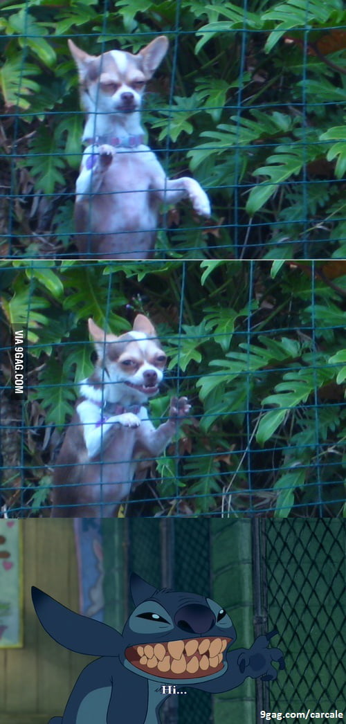 Hi! in real life stitch - 9GAG