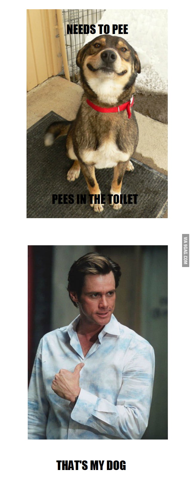 Good Dog Greg - 9GAG